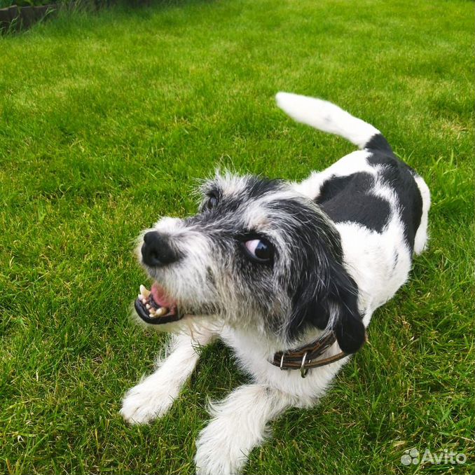 Девочка Моня, 4 года