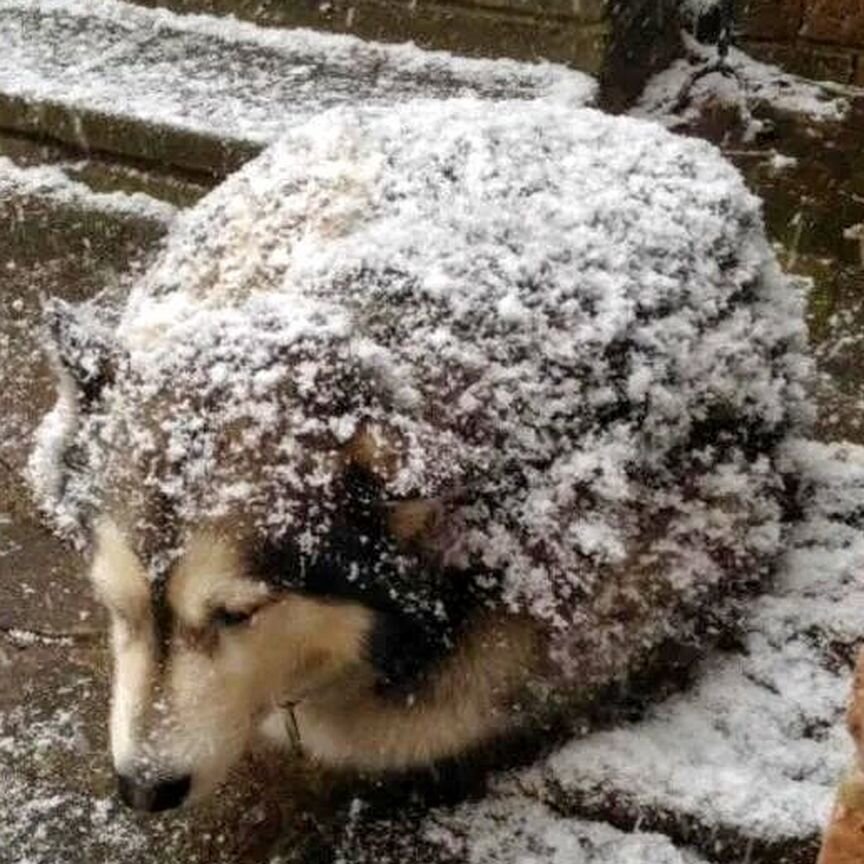 Взрослый пёс в добрые руки