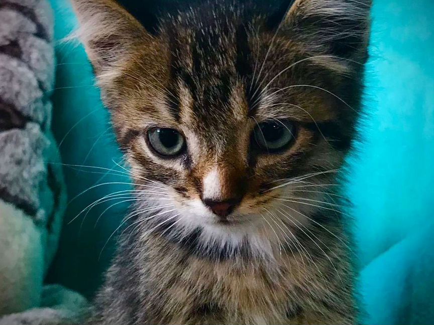 Уральские котята в добрые руки