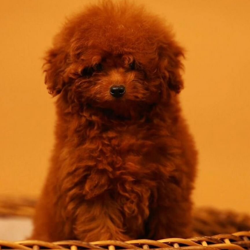 Тедди Тикап Той Пудель Китай в Москве