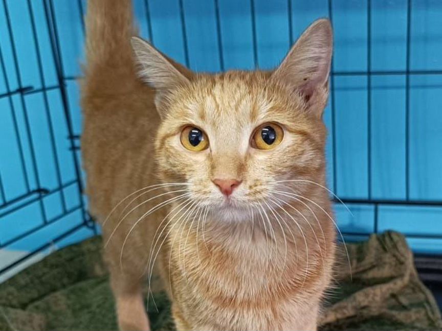 Кошка красотка 7 мес