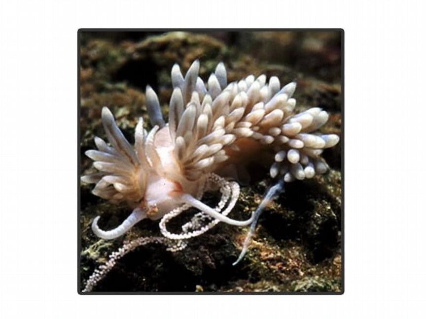 Бергии в морской аквариум