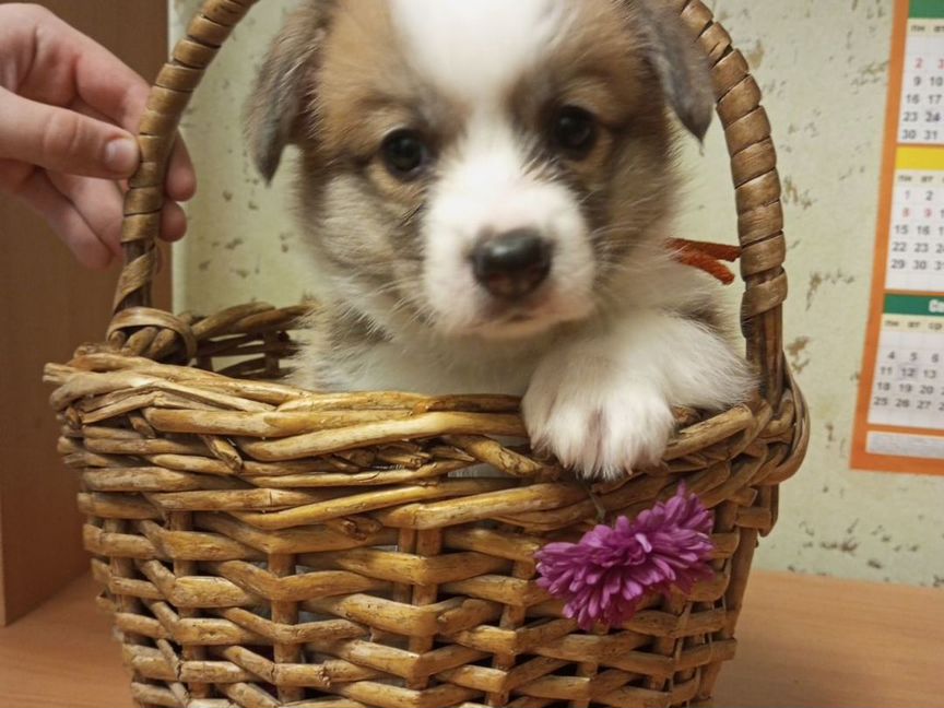 Корги щенки