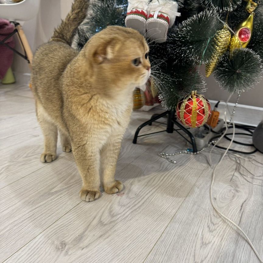 Кот скоттиш -фолд