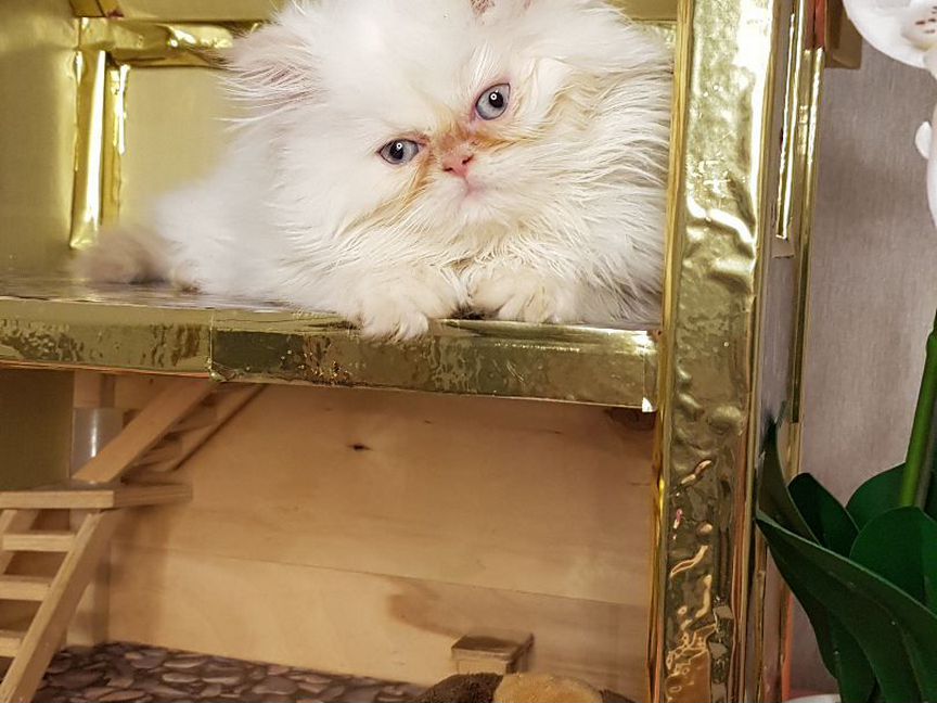 Персидские котята