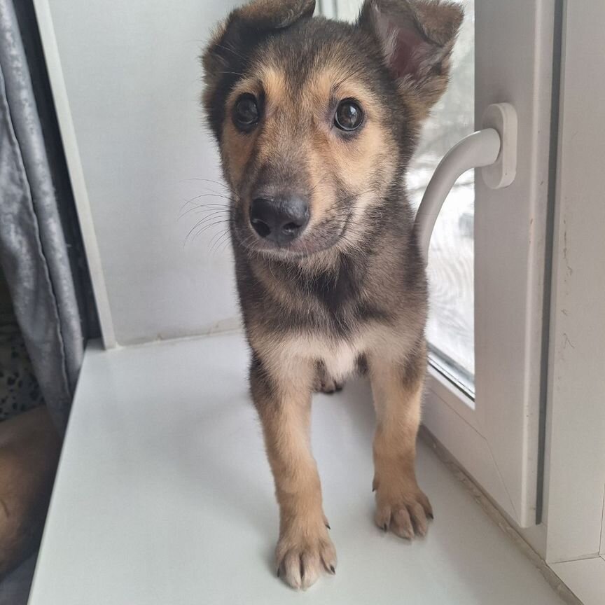 Щенок в добрые руки мальчик