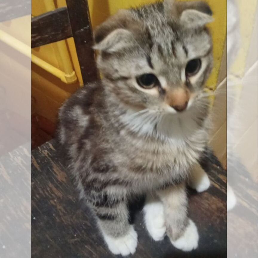 Шотландский вислоухий короткошёрстный котёнок