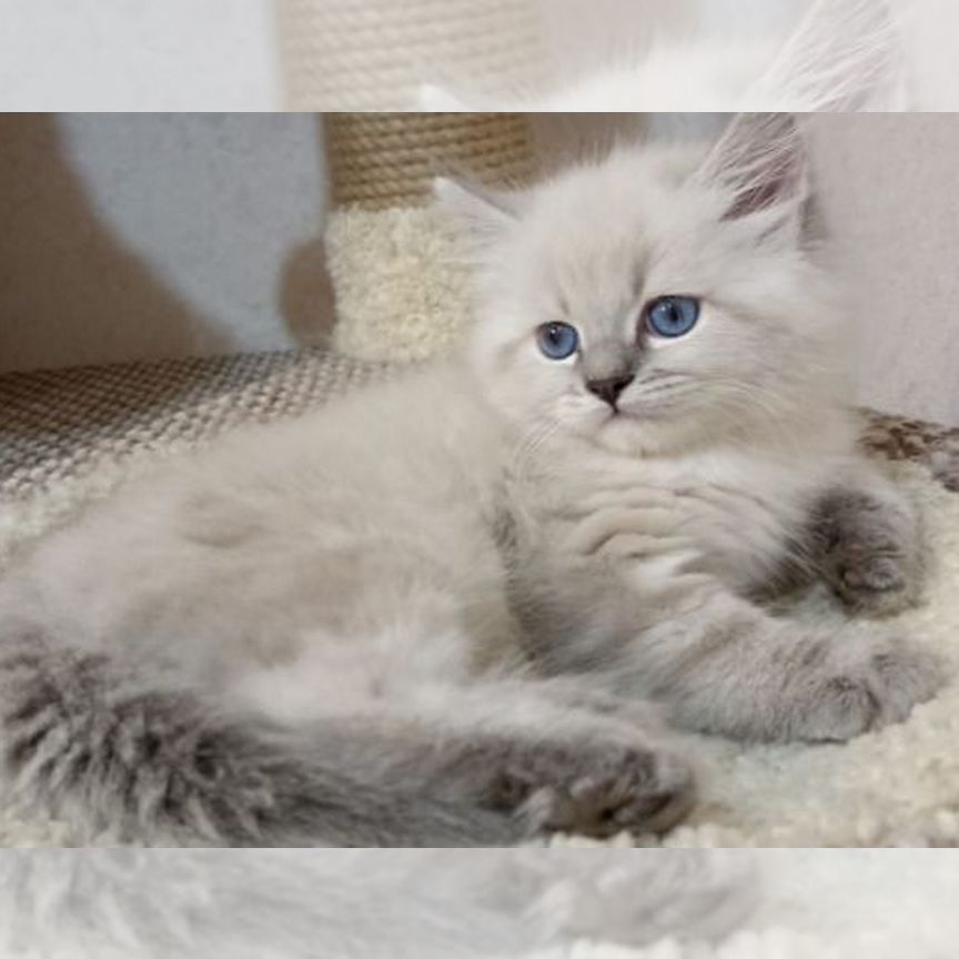 Невский маскарадный котёнок