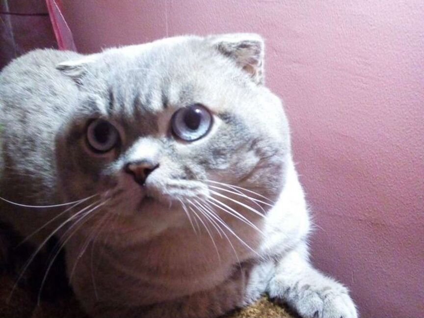 Шотландский кот приглашает на вязку