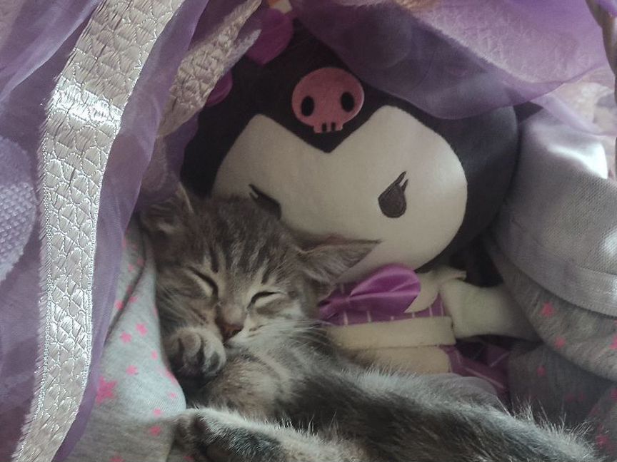 Котятки от крысоловки. Хорошо воспитаны