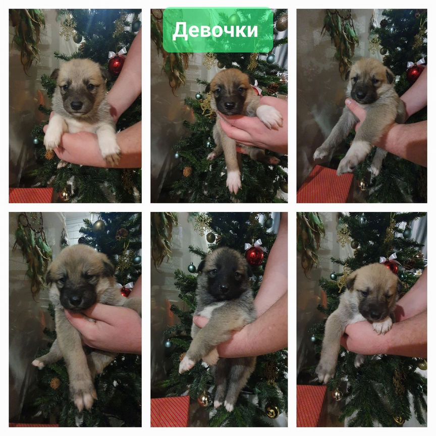 Щенки лайки