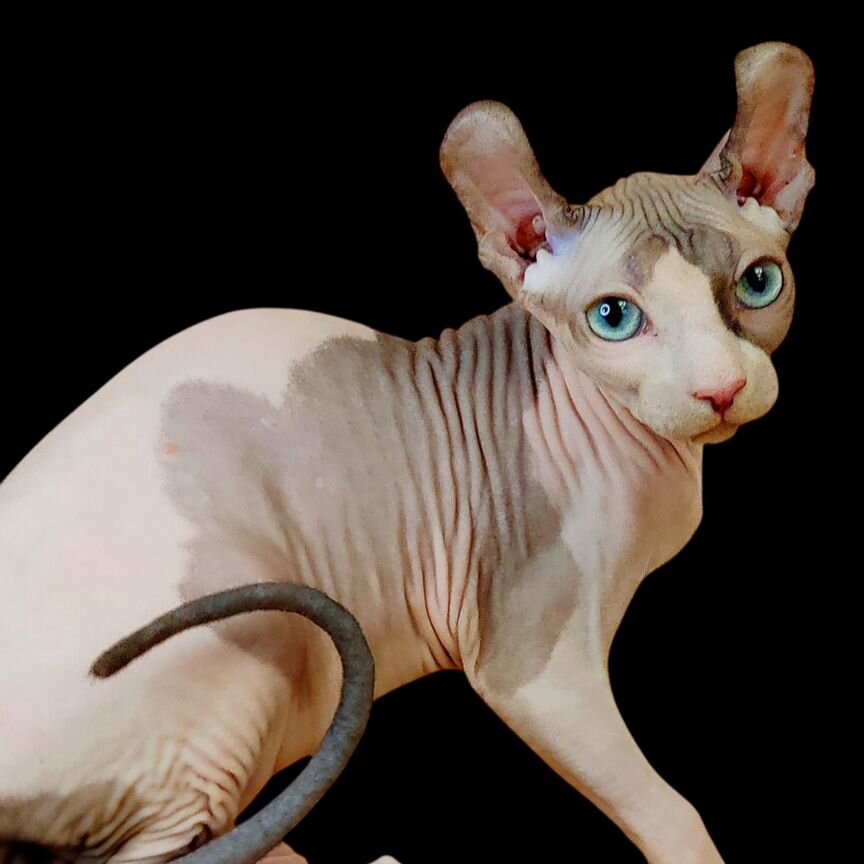 Котята эльфы