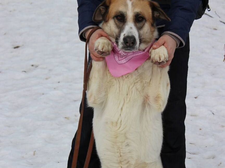 Подарите Скарлетт дом