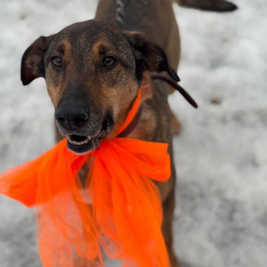 Август, собака из приюта в добрые руки