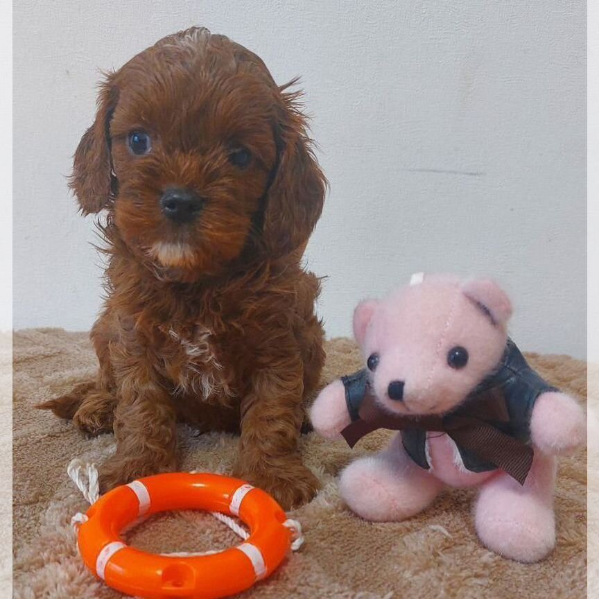 Кавапу, щенок