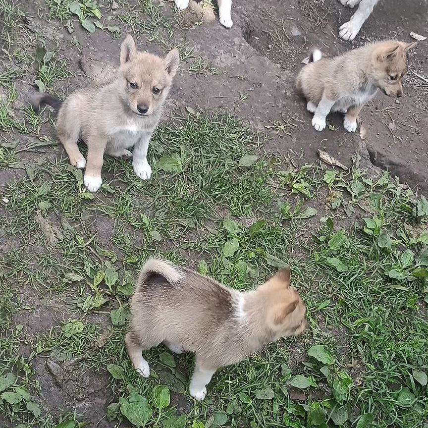 Продам щенков лайки