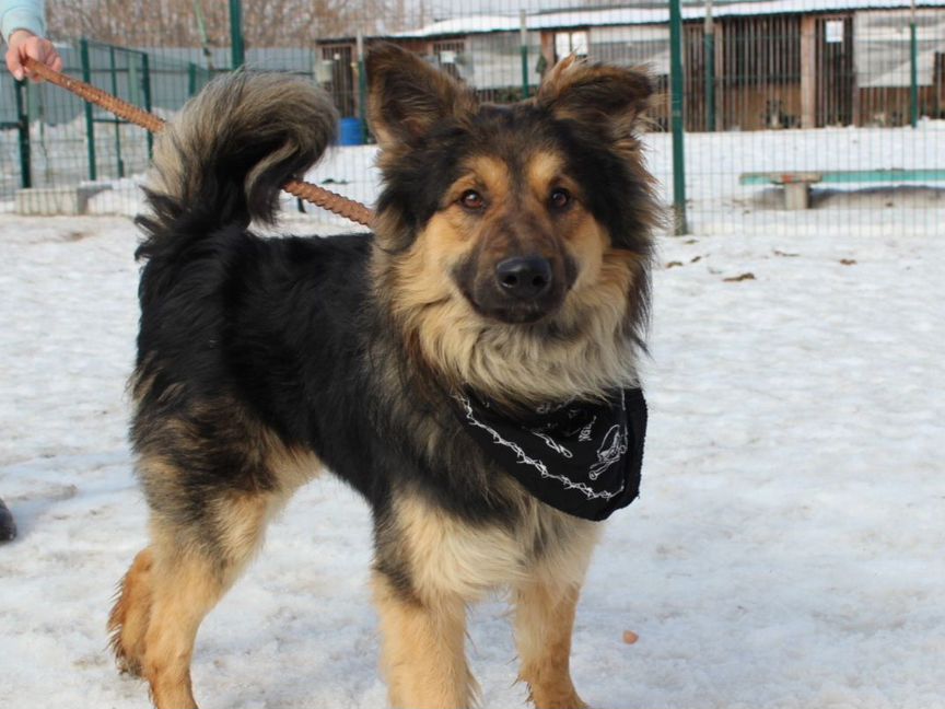 Пес Буржуй в добрые руки