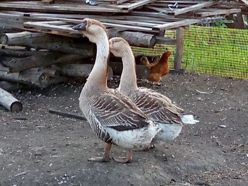 Холмогорские гуси