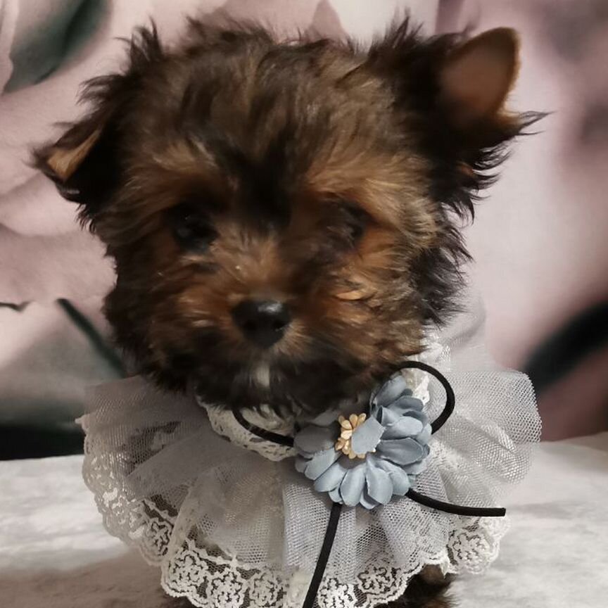 Йоркширский терьер мини