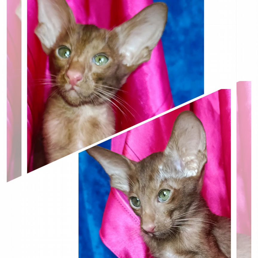 Ориентальные котята