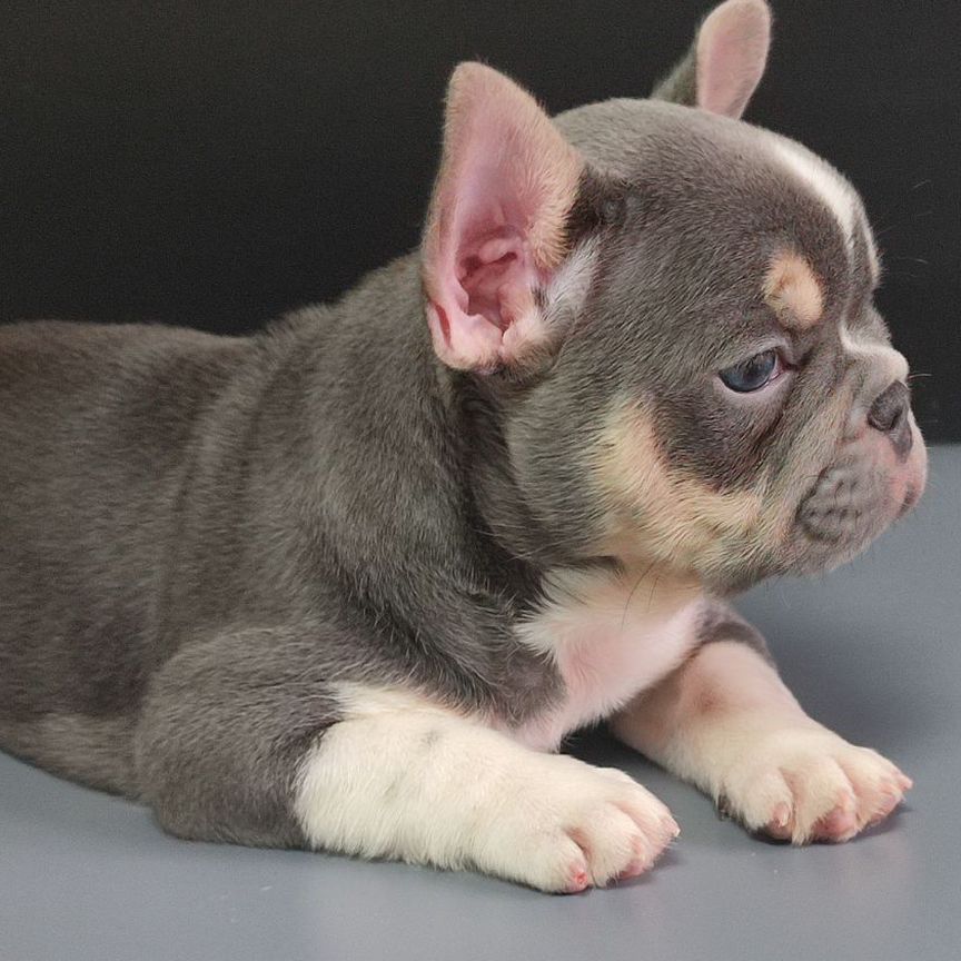 Французский бульдог, щенок