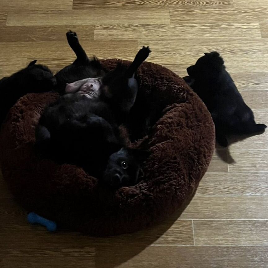 Щенки схипперке