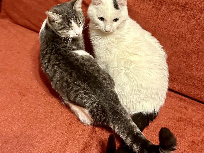 Котик и кошечка