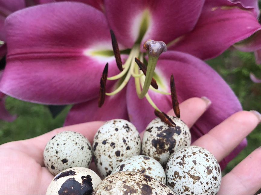 Инкубационное перепелиное яйцо