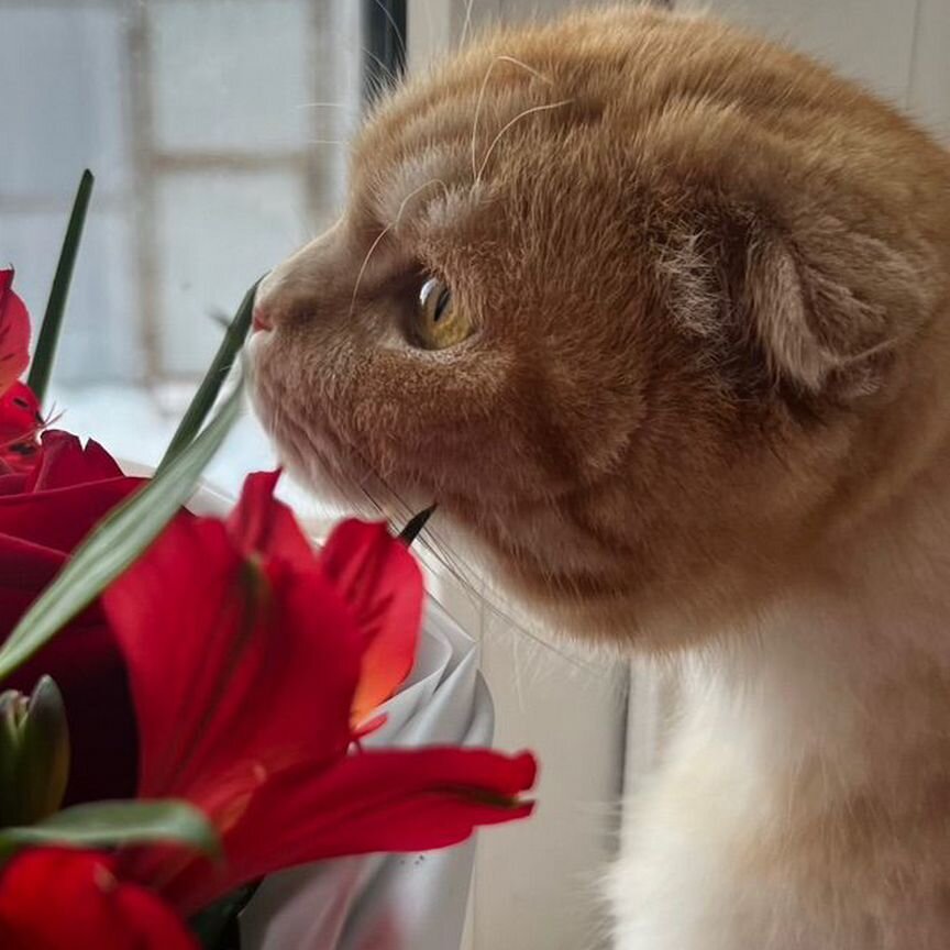Кот и кошка ищут дом
