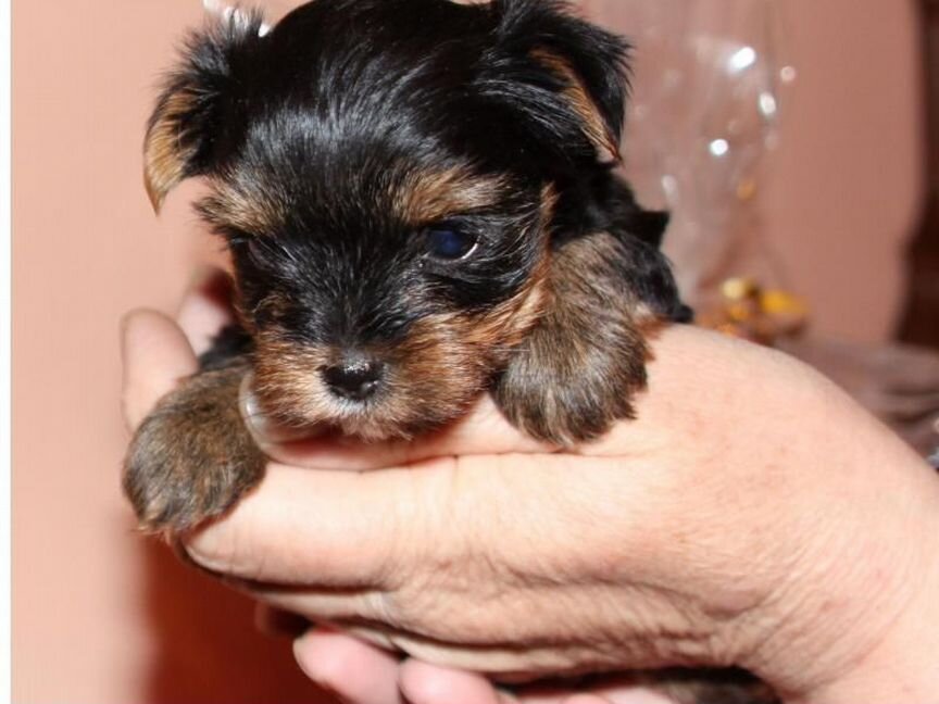 Славные малыши йоркширского терьера мальчики