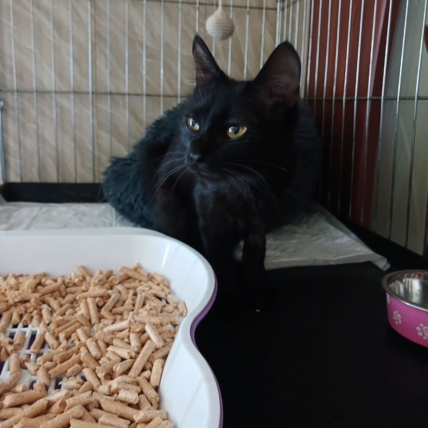 Черная кошка бесплатно