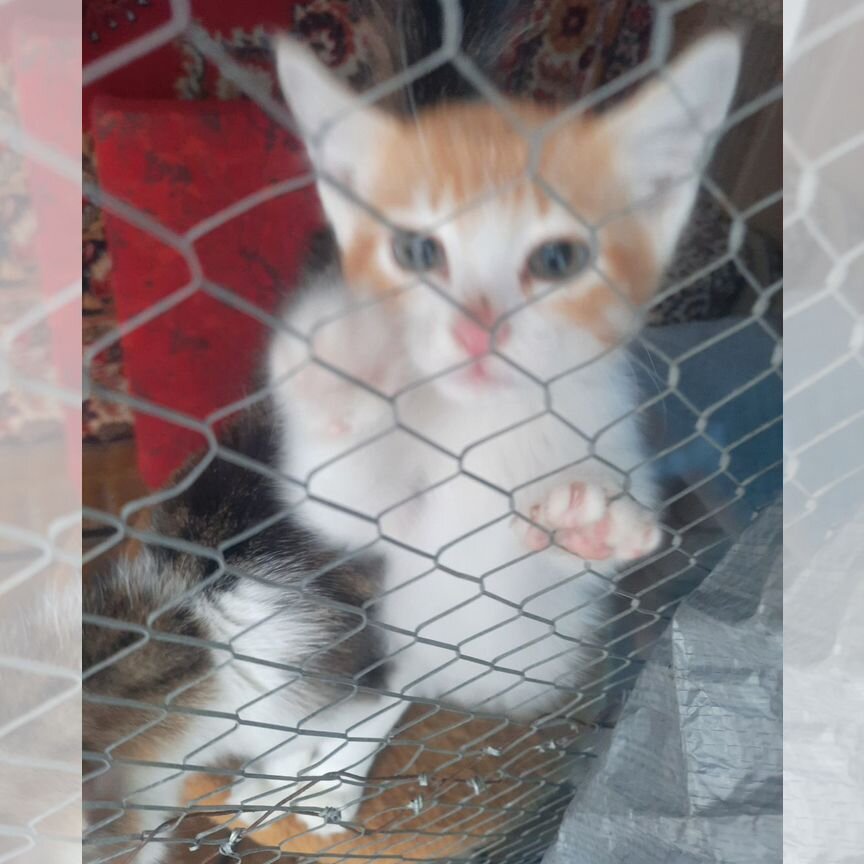 Котенок мальчик