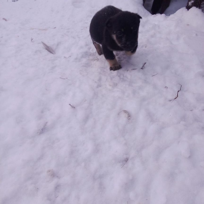 Щенок в добрые руки