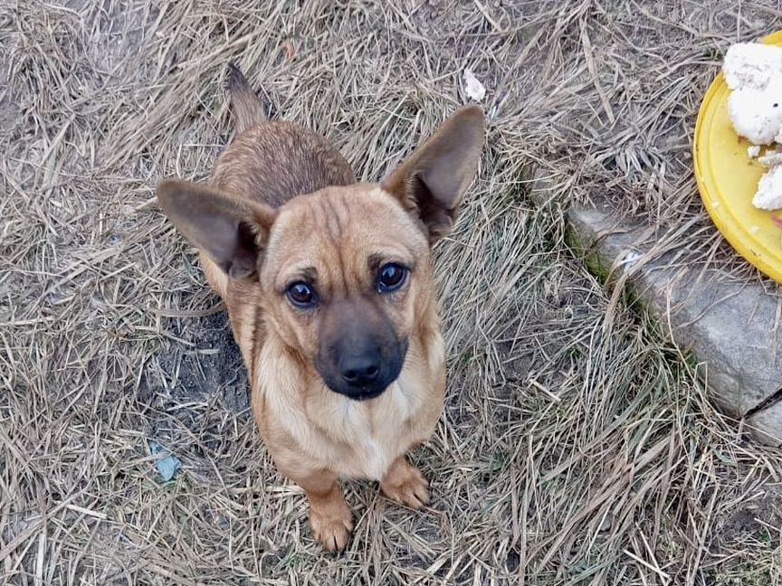 Щенки метисы в Дар