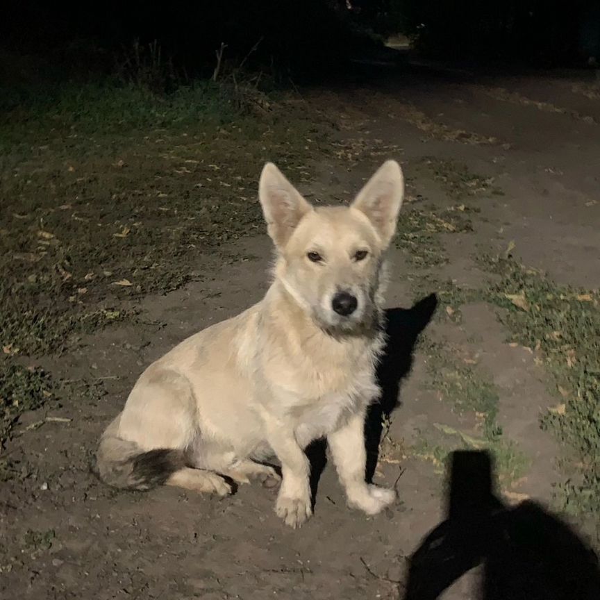 Дружок ищет хозяина