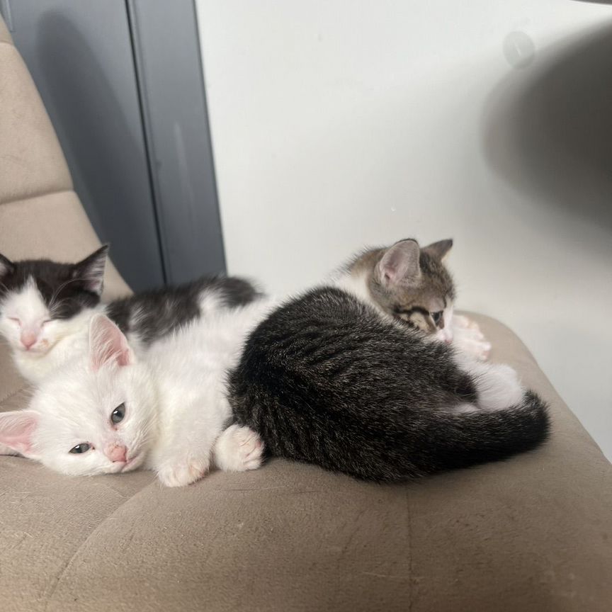 Котята в добрые руки бесплатно