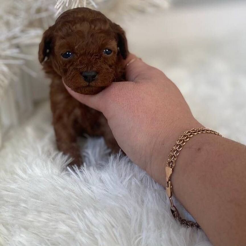 Той-пудель, щенок