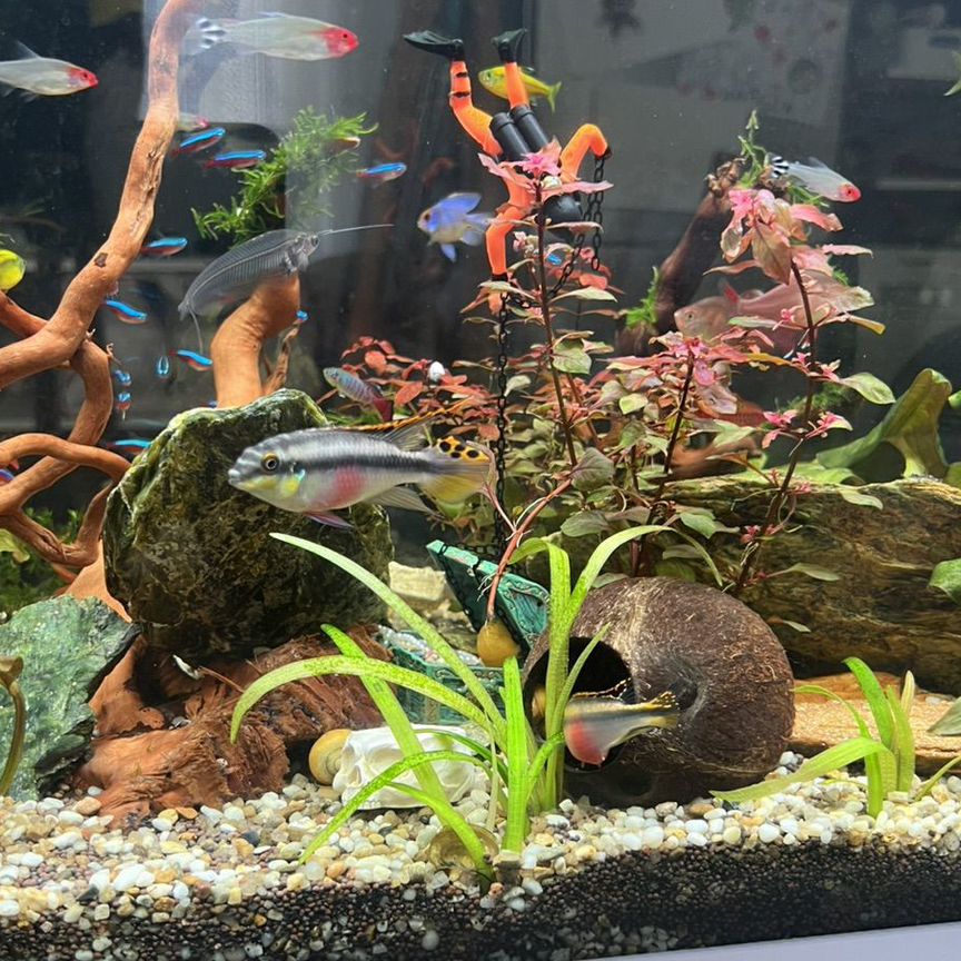 Пельвикахромис пульхера