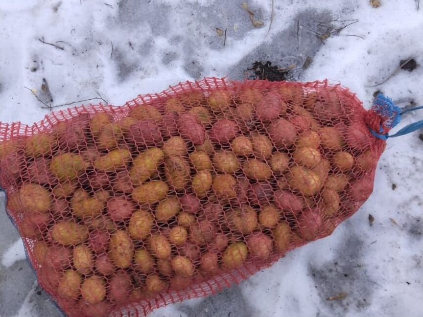 Картошка на корм мелкая