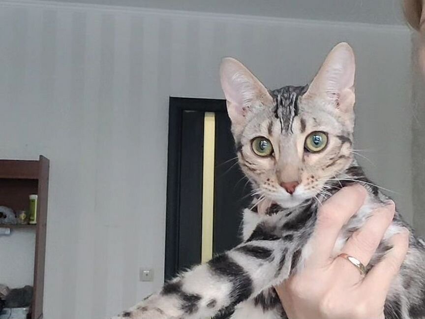 Бенгальская девочка серебро