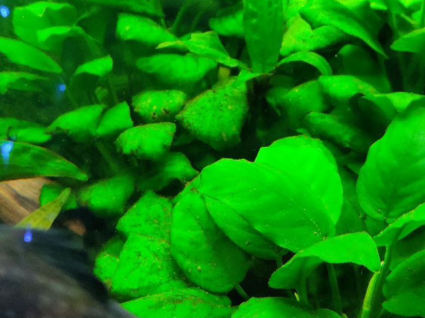 Анубиас, роголистник, данио, анцитрус