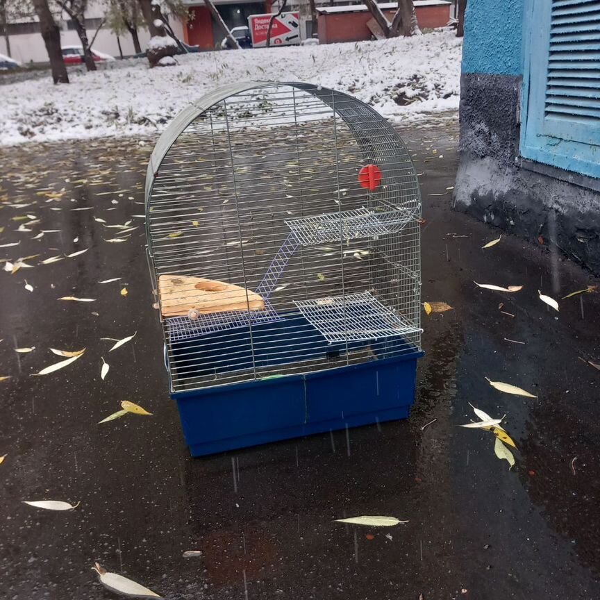 Сетка попугай