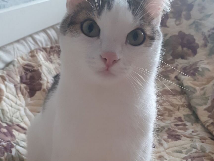 Отдам домашнего котика