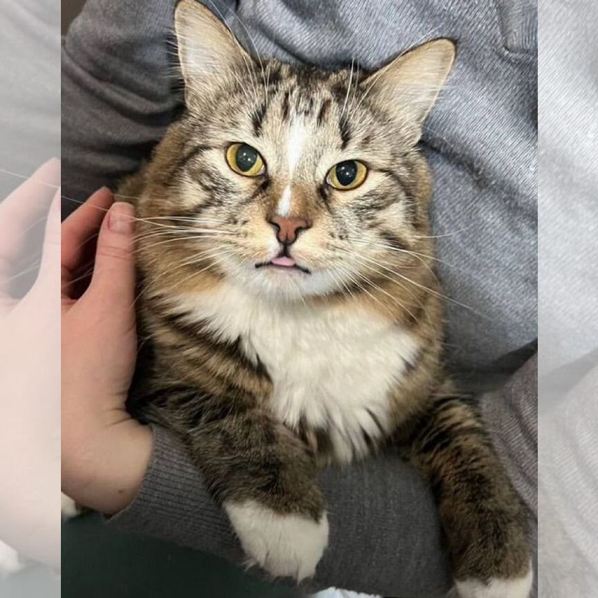 Взрослый кот в добрые руки