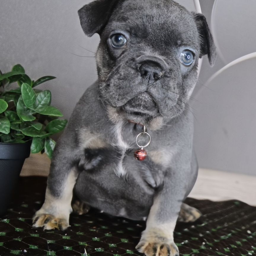 Французский бульдог, щенок