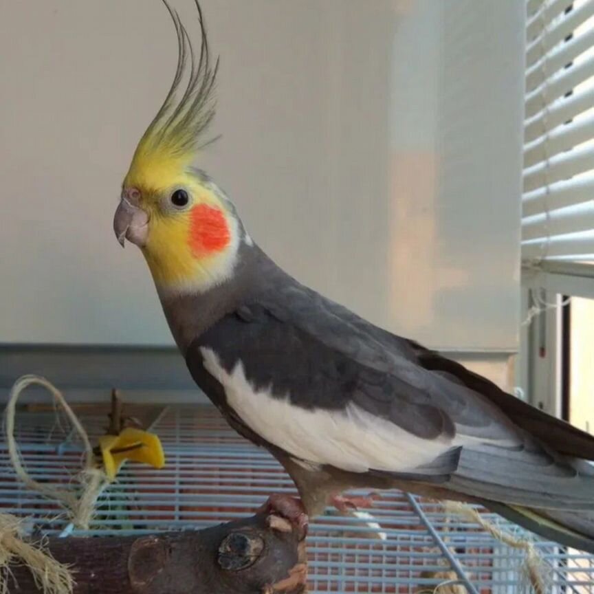 Возьму на время попугая кореллу