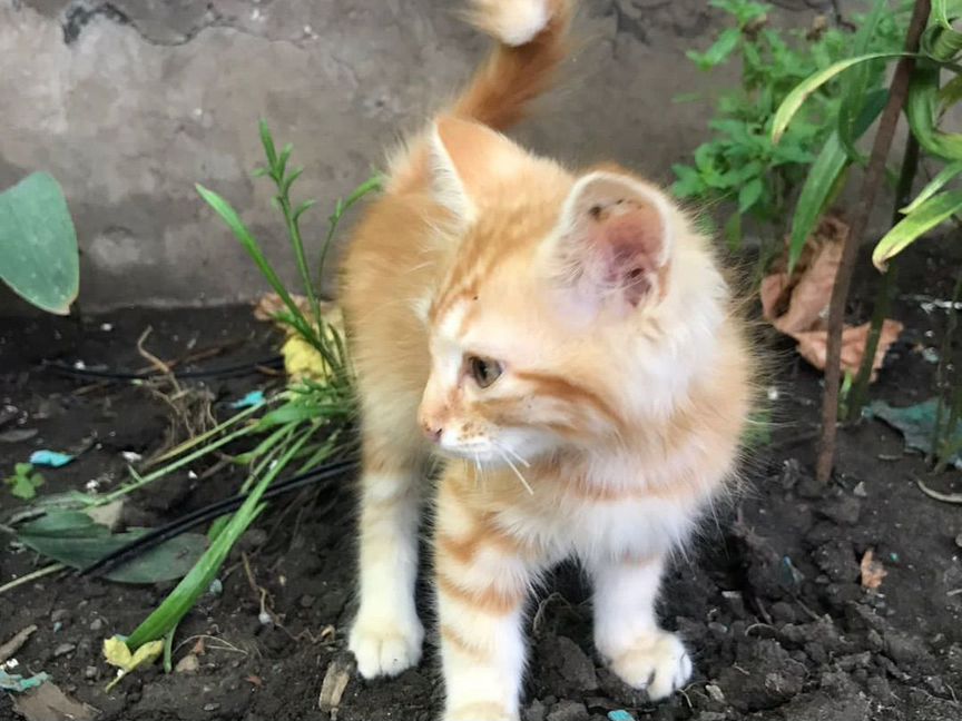 Отдаю даром котика рыжего