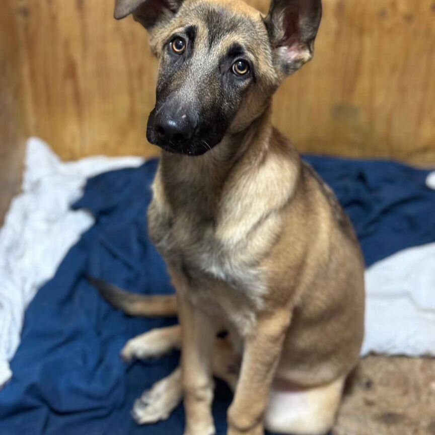 Щенок в добрые руки бесплатно