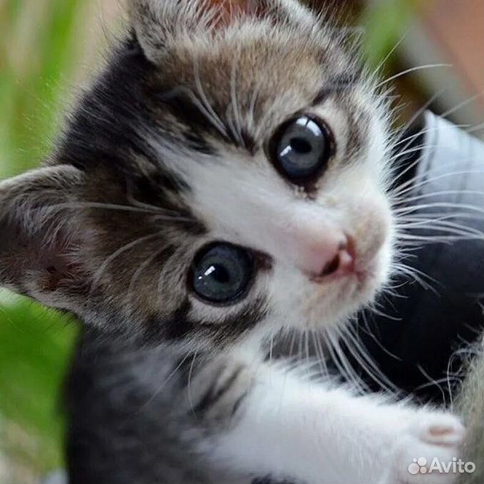 Котята, котёнок в добрые руки, в дар