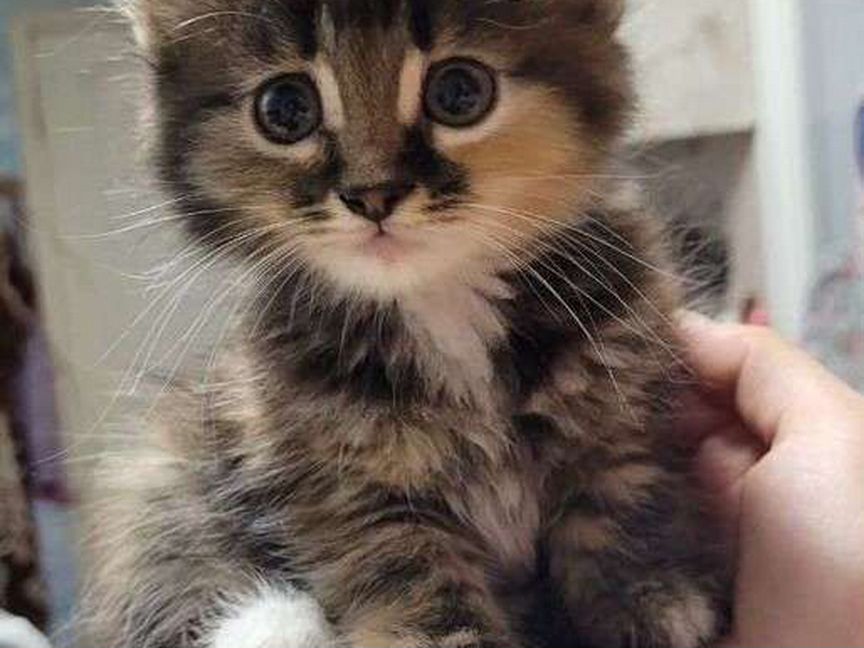Котята от Турецкой Ангорой